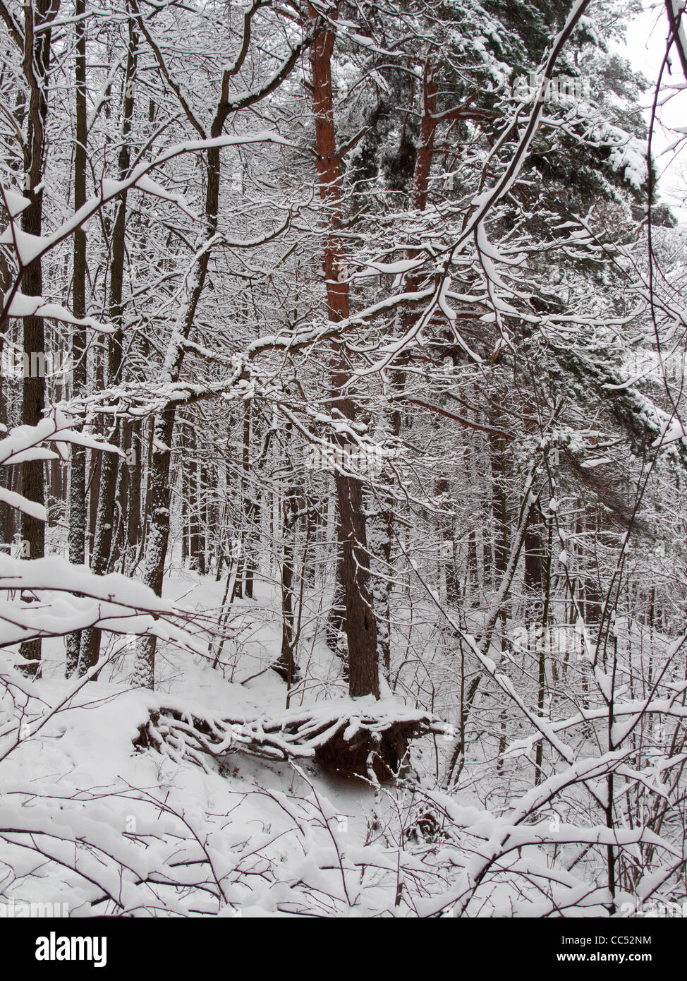 Bitsevski Park (Bitsa Park) in winter after a heavy snowfall. Moscow ...