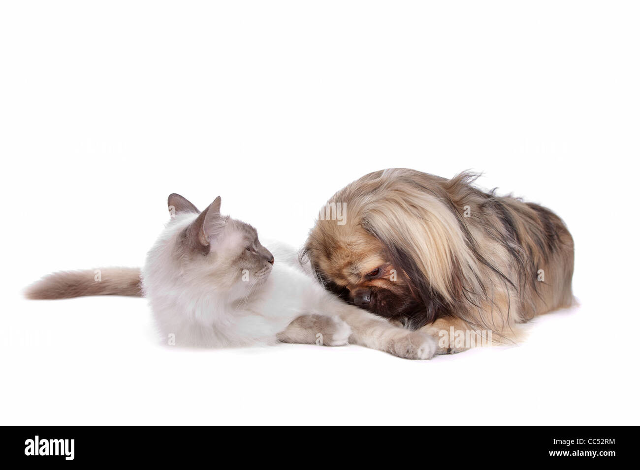 Cute cat dog in Cut Out Stock Images & Pictures - Alamy