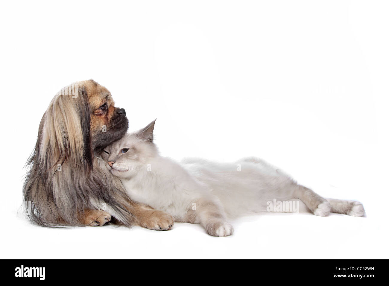 Cute cat dog in Cut Out Stock Images & Pictures - Alamy