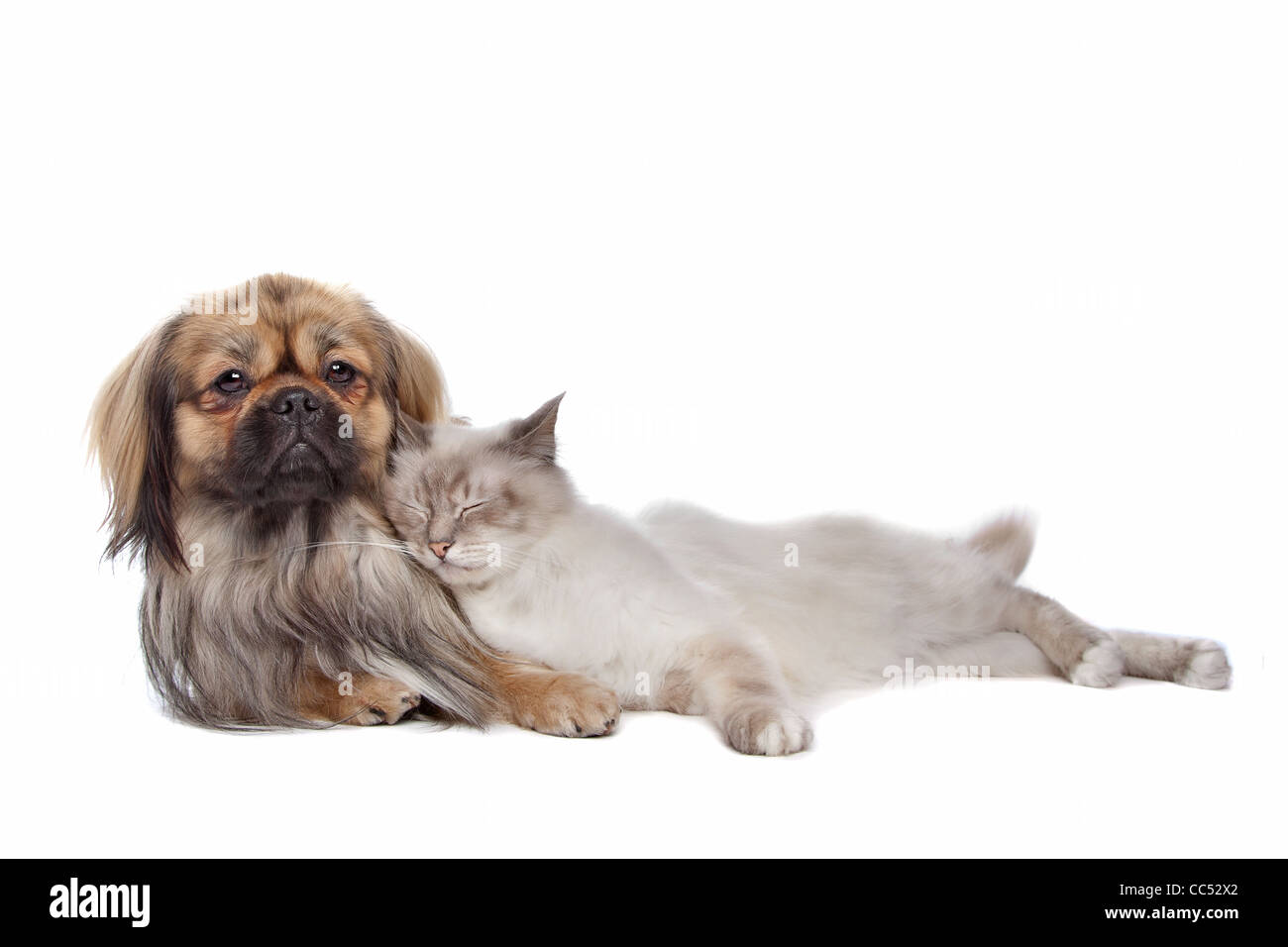 Cute cat dog in Cut Out Stock Images & Pictures - Alamy