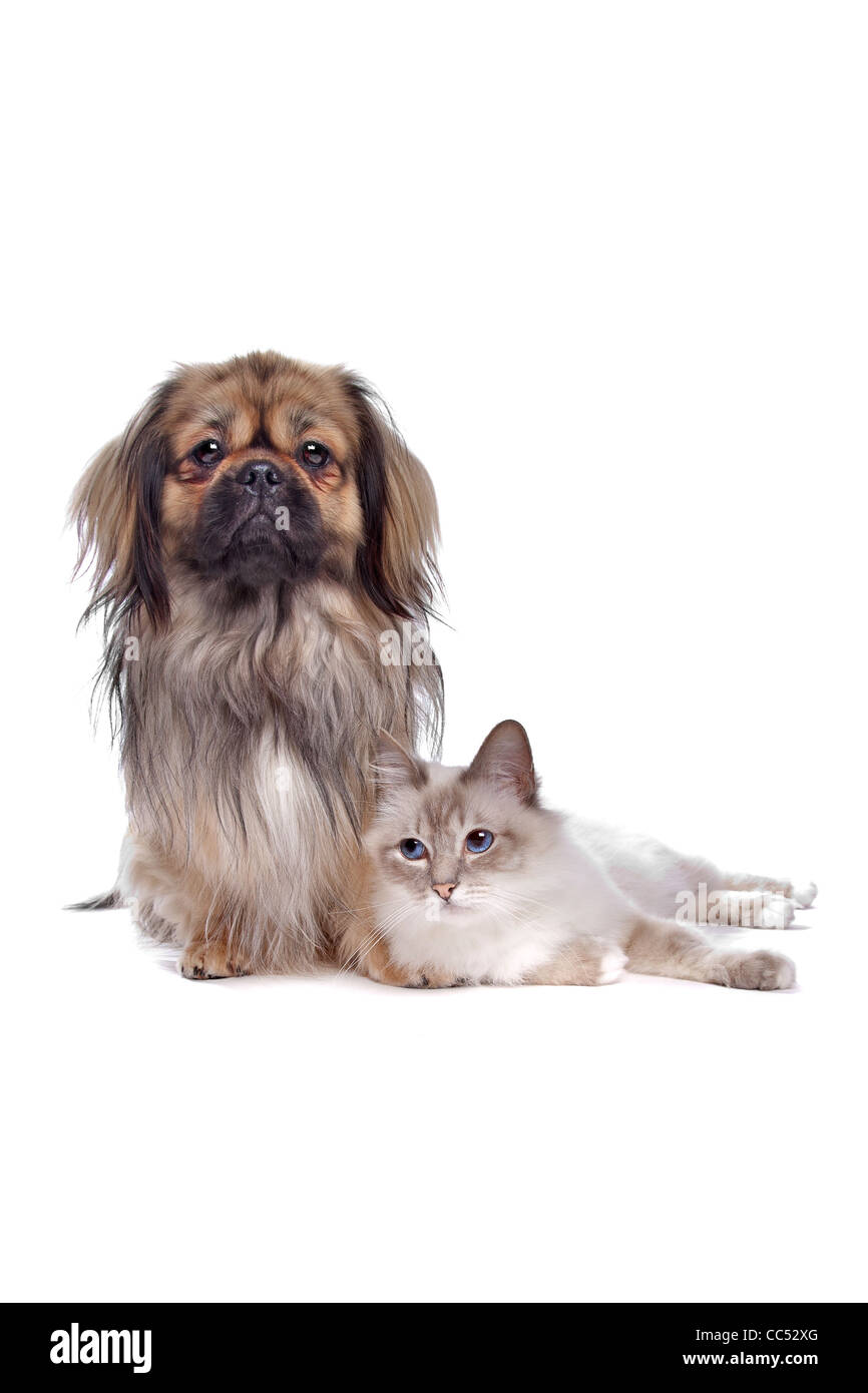 Cute cat dog in Cut Out Stock Images & Pictures - Alamy