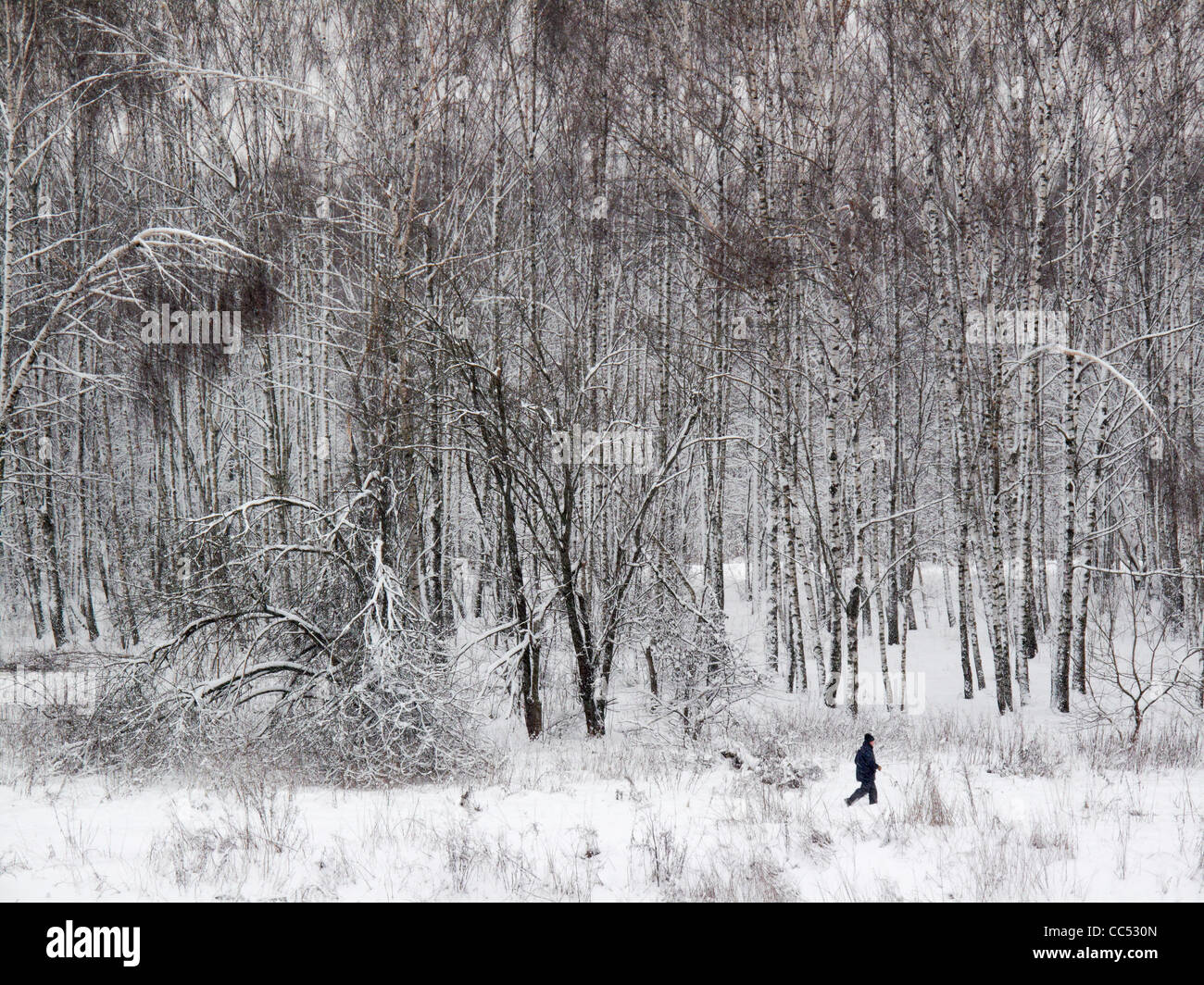 Bitsevski Park (Bitsa Park) in winter after a heavy snowfall. Moscow ...