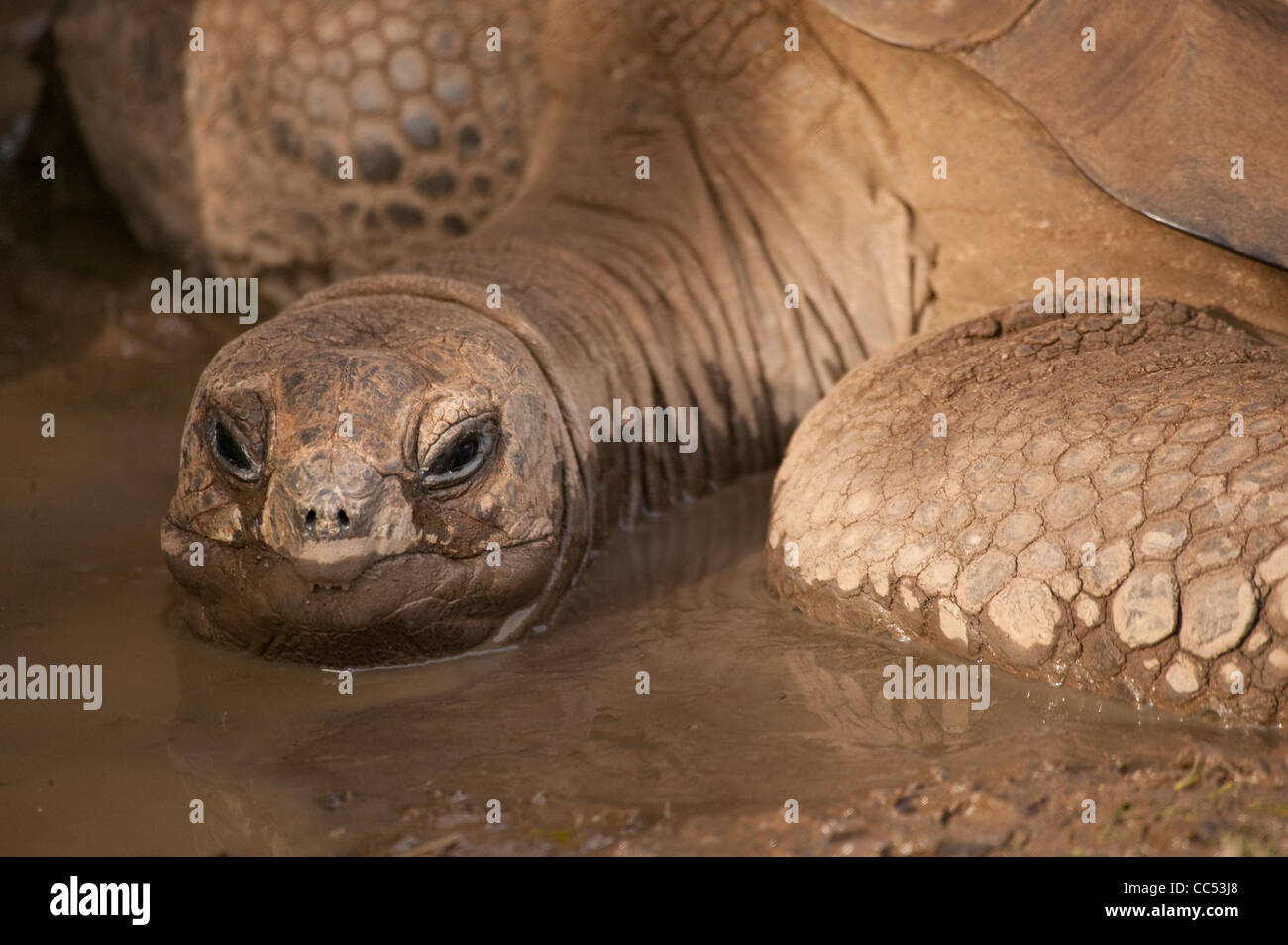 Cooling mud bath hi-res stock photography and images - Alamy