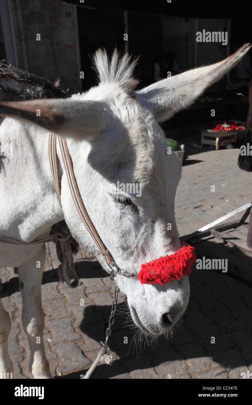 Turkey, Mardin, donkey, portrait Stock Photo - Alamy