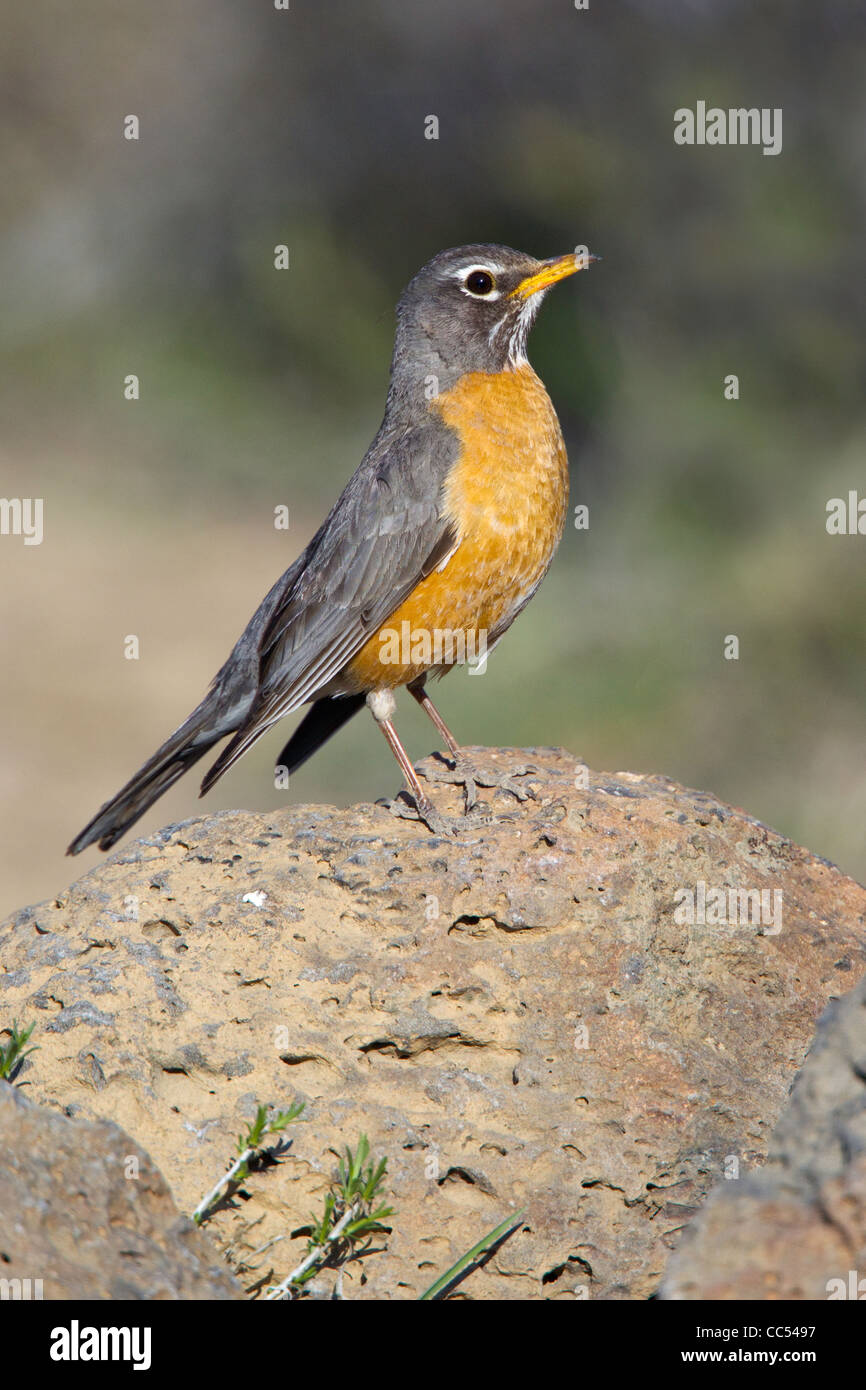 American robin hi-res stock photography and images - Alamy
