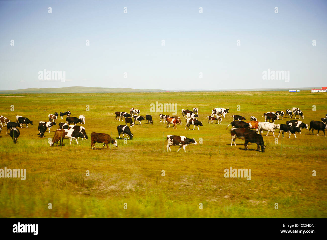 Mongolian cattle hi-res stock photography and images - Alamy