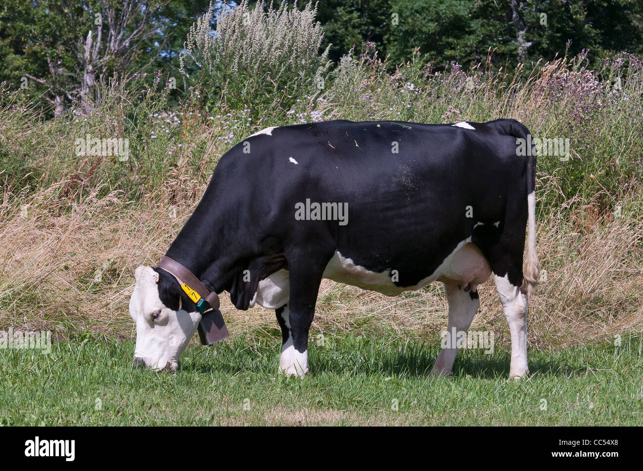 A cow graze Stock Photo - Alamy