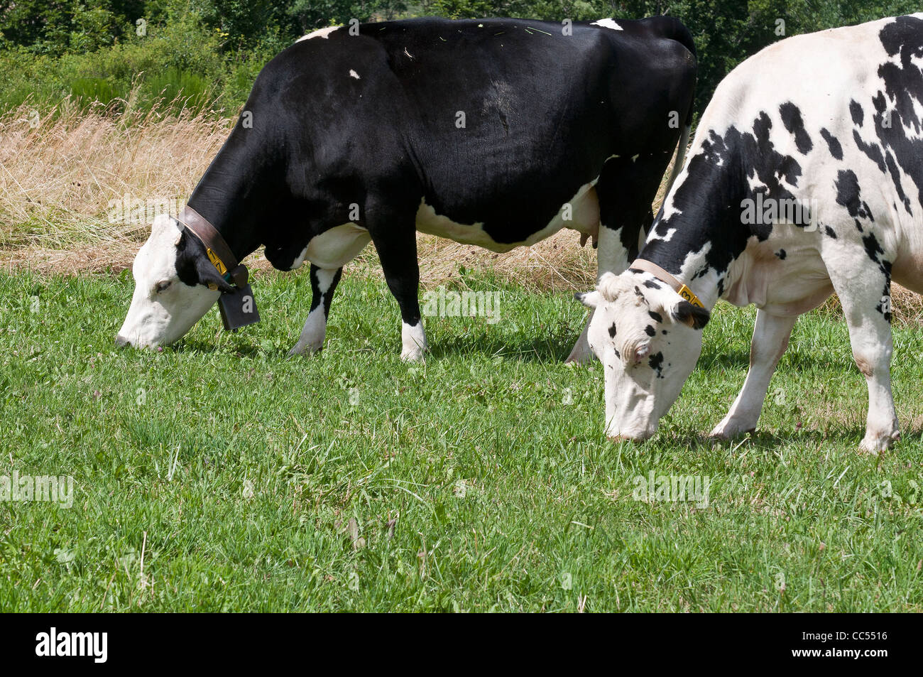 Two cows graze Stock Photo - Alamy