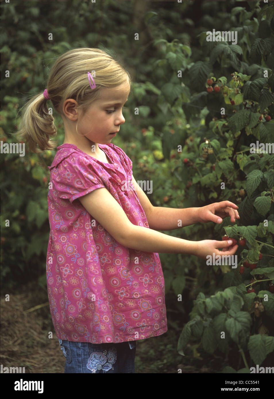 Cute young girl picking raspberries in garden - Malling Jewel variety ...