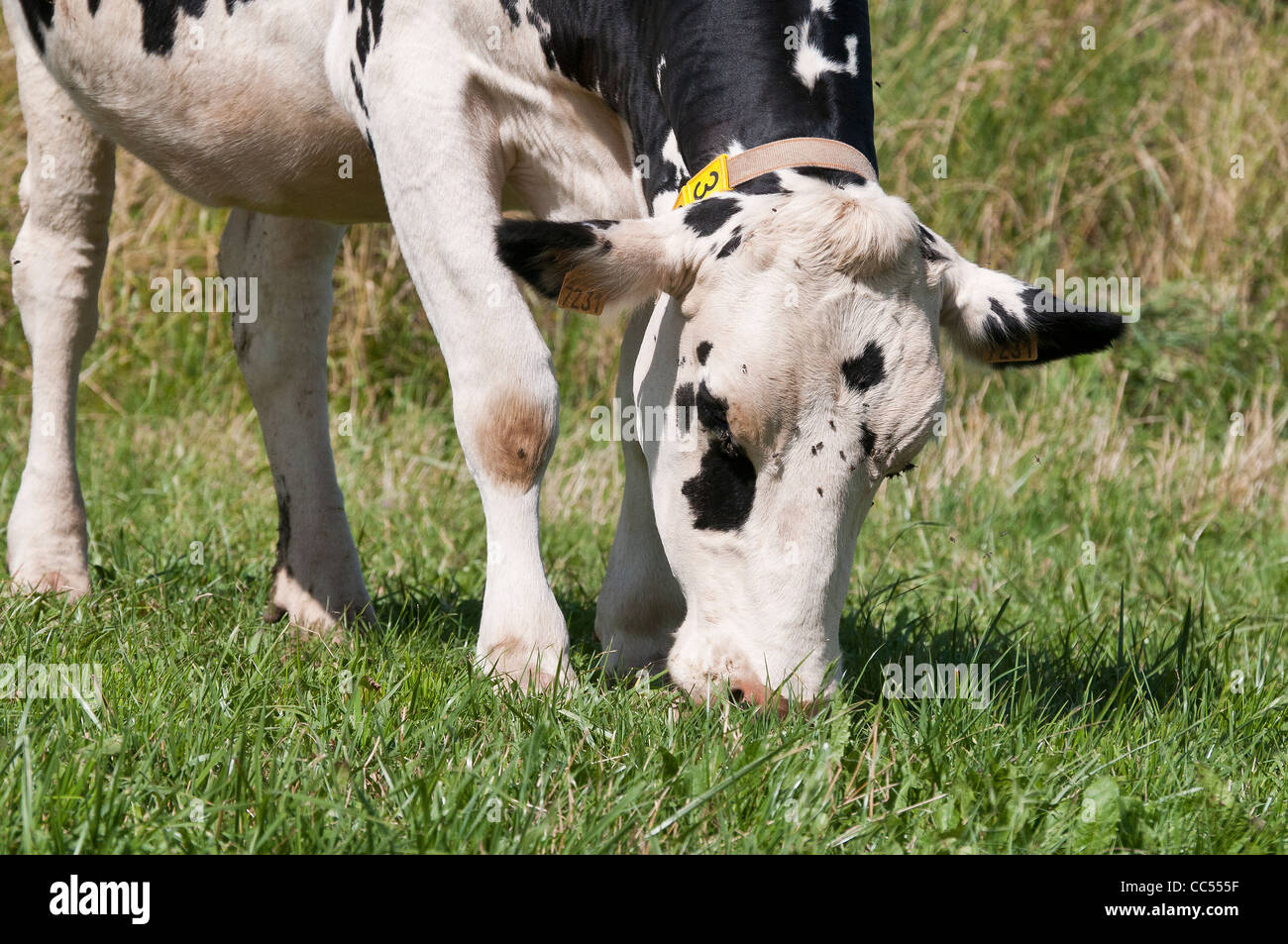 A cow graze Stock Photo - Alamy