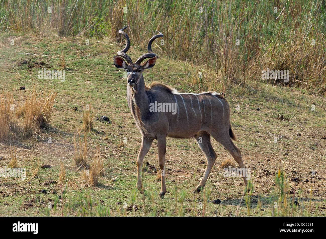 Greater kudu antelope hi-res stock photography and images - Alamy