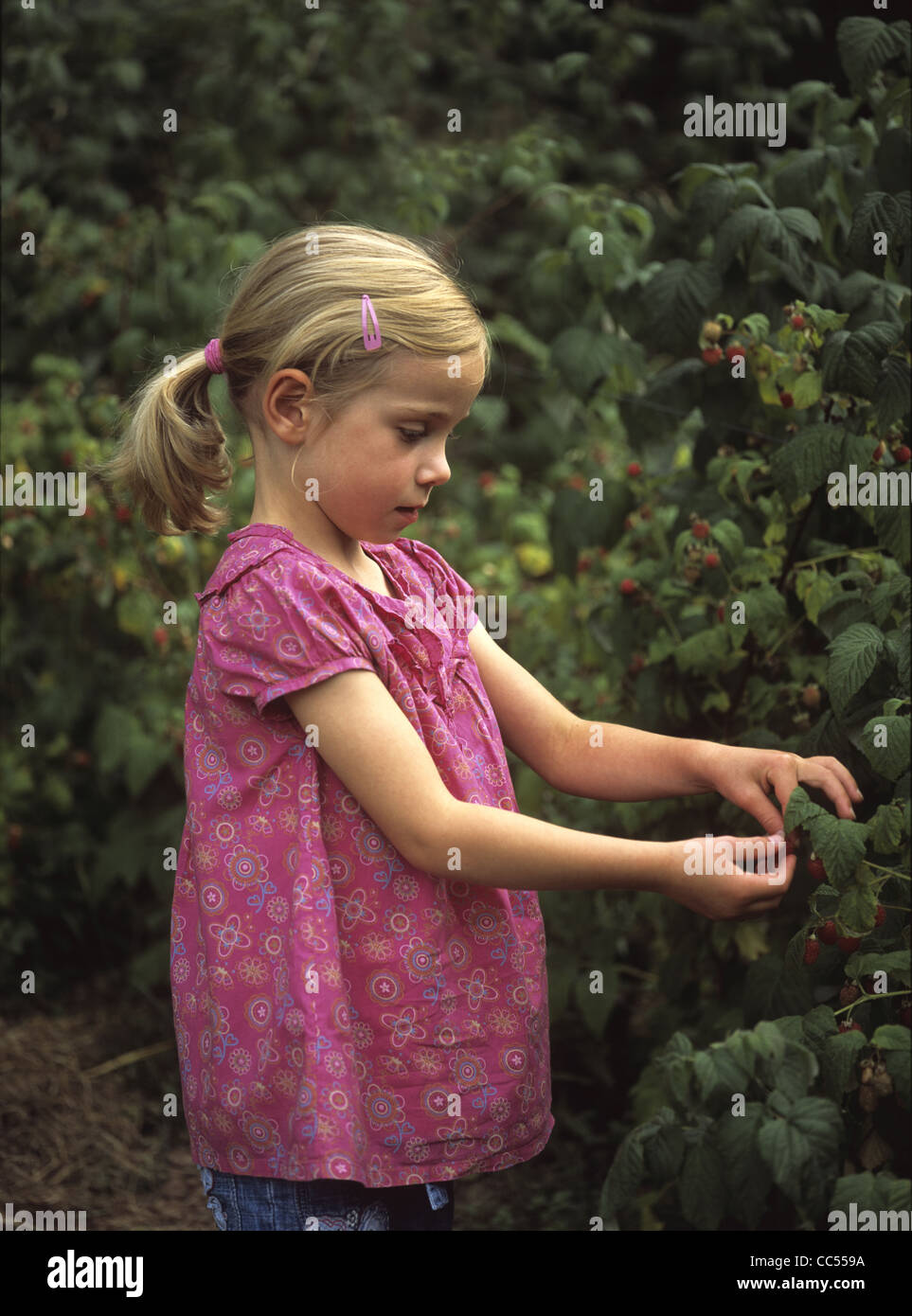 Cute young girl picking raspberries in garden - Malling Jewel variety ...