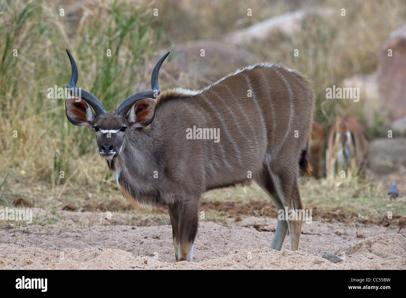 Greater kudu antelope hi-res stock photography and images - Alamy