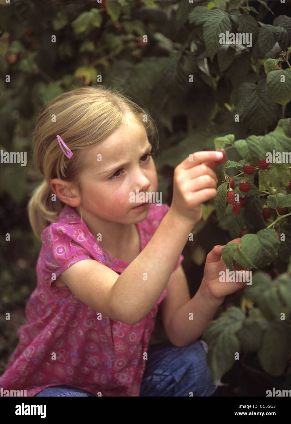 Cute young girl picking raspberries in garden - Malling Jewel variety ...