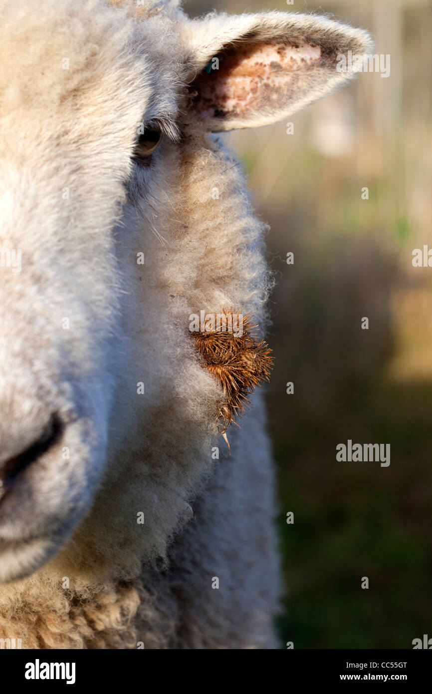 Burrs animal hi-res stock photography and images - Alamy