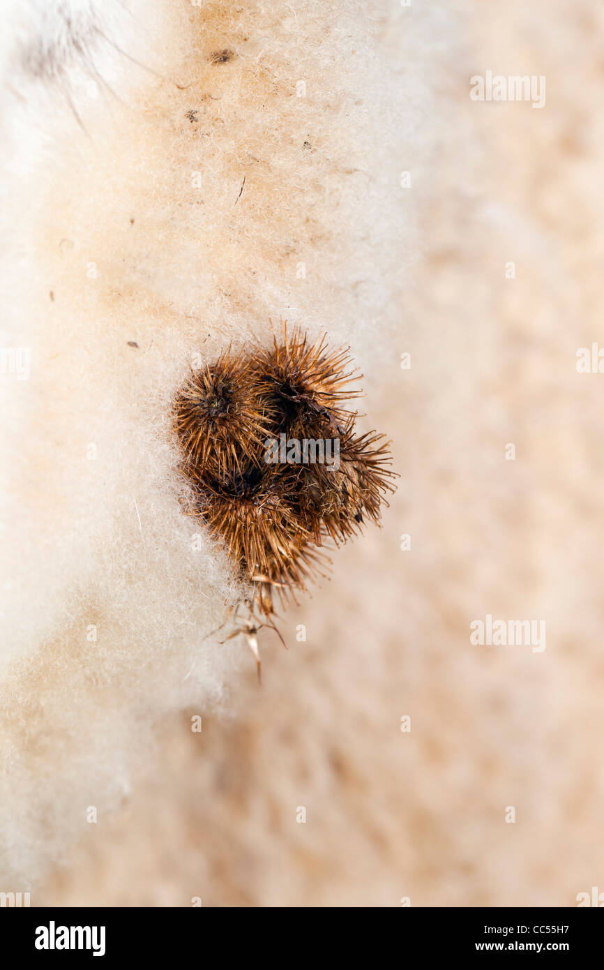 Burrs Animal High Resolution Stock Photography and Images - Alamy