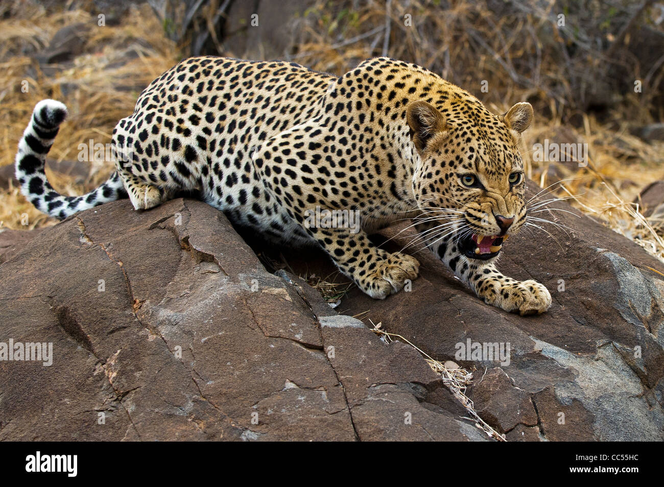 Angry leopard hi-res stock photography and images - Alamy