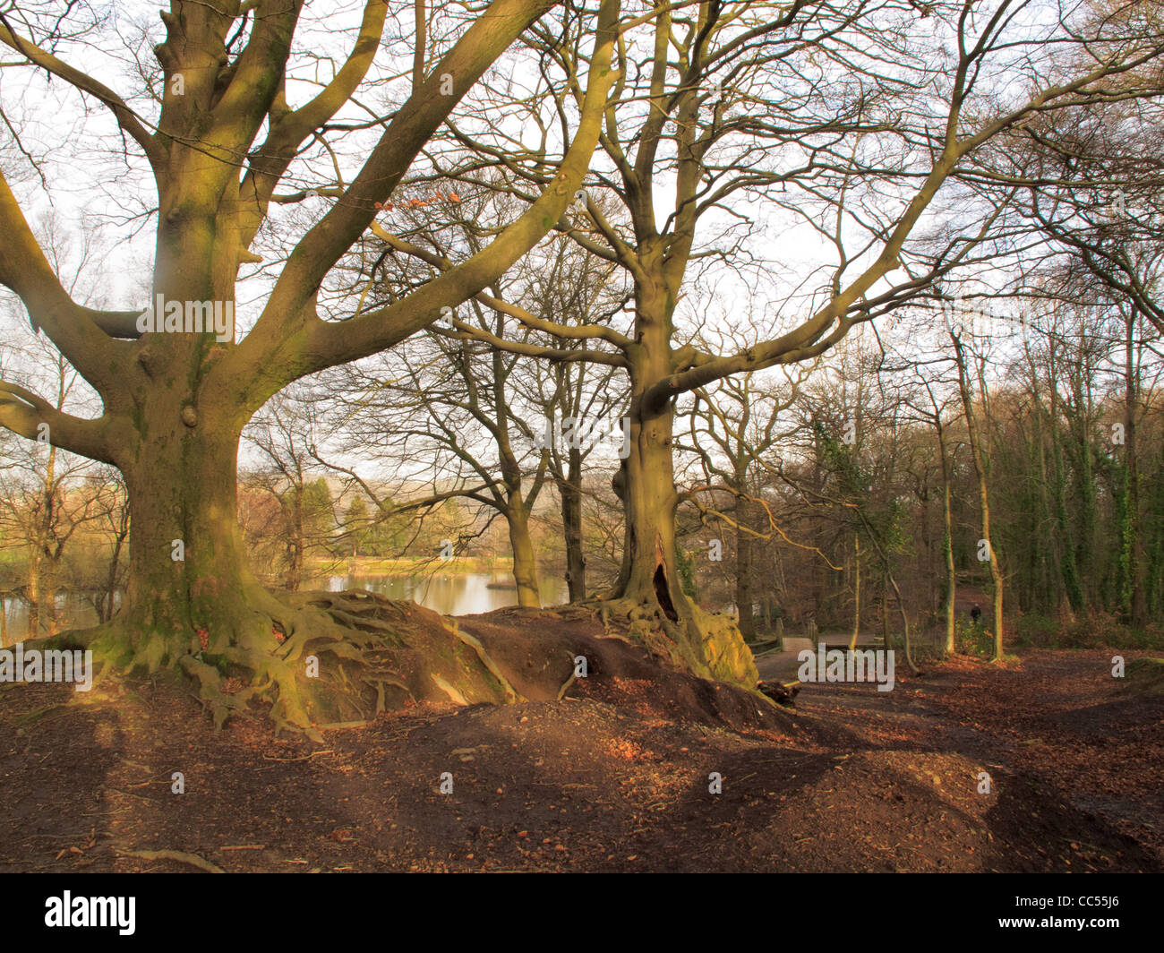 Gnoll park hi-res stock photography and images - Alamy