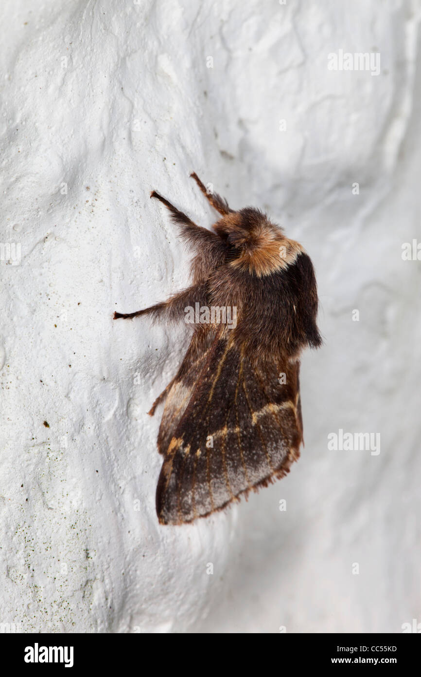 December moth hi-res stock photography and images - Alamy