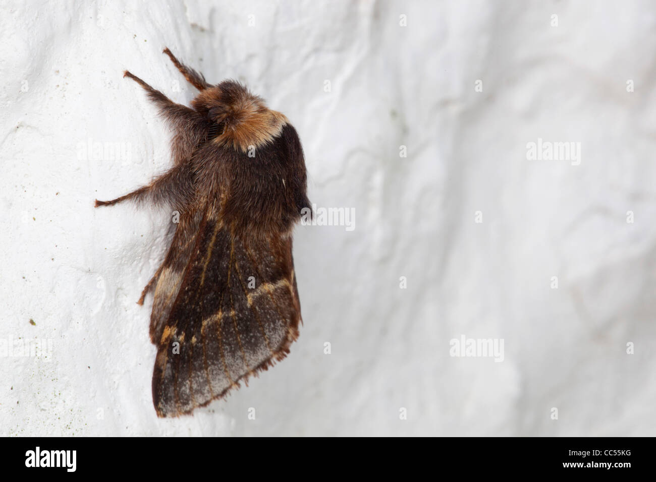 December moth hi-res stock photography and images - Alamy