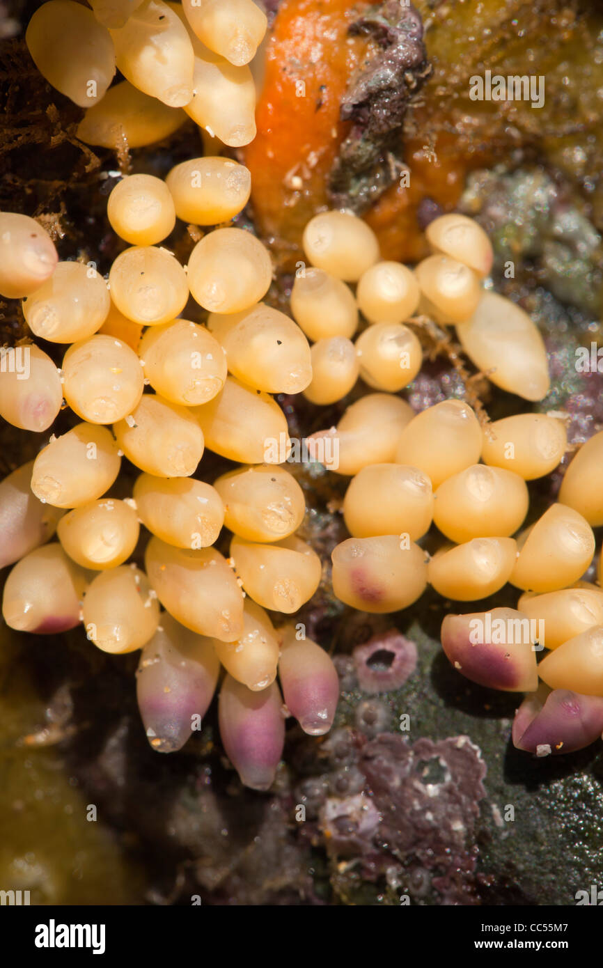 Whelk eggs hi-res stock photography and images - Alamy
