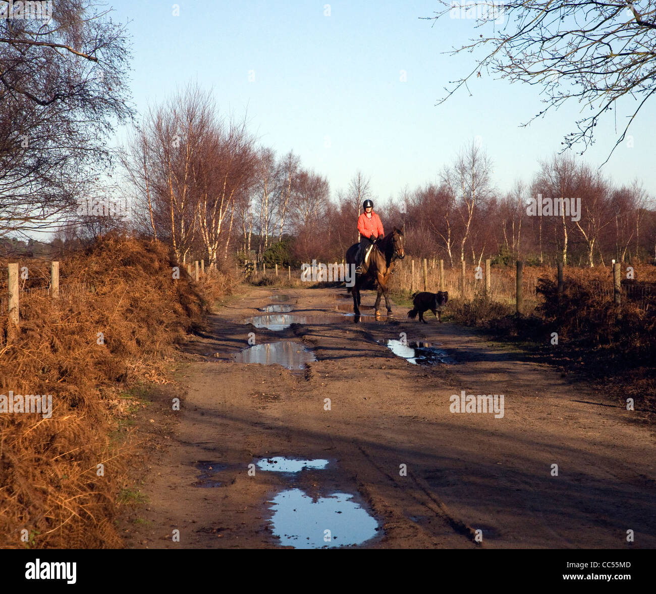 Horse riding on Sutton heath, Suffolk, England Stock Photo - Alamy
