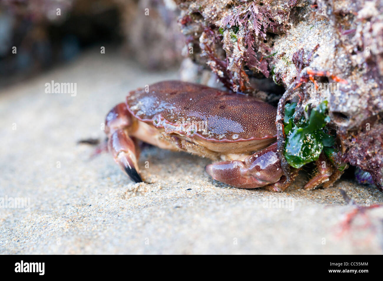 Rock pool crab hi-res stock photography and images - Alamy