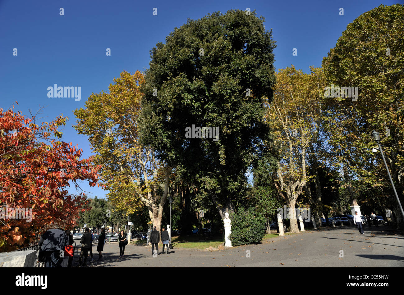 Trees in villa borghese rome hi-res stock photography and images - Alamy