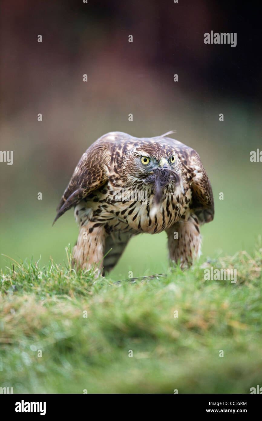 Goshawk; Accipter gentilis; immature female; UK; with prey Stock Photo ...