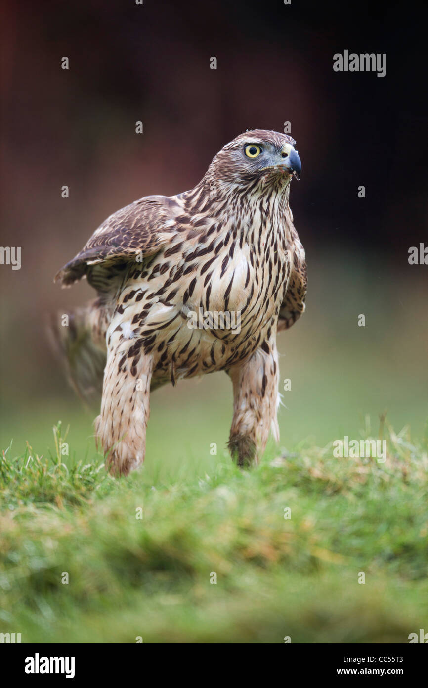 Goshawk hi-res stock photography and images - Alamy