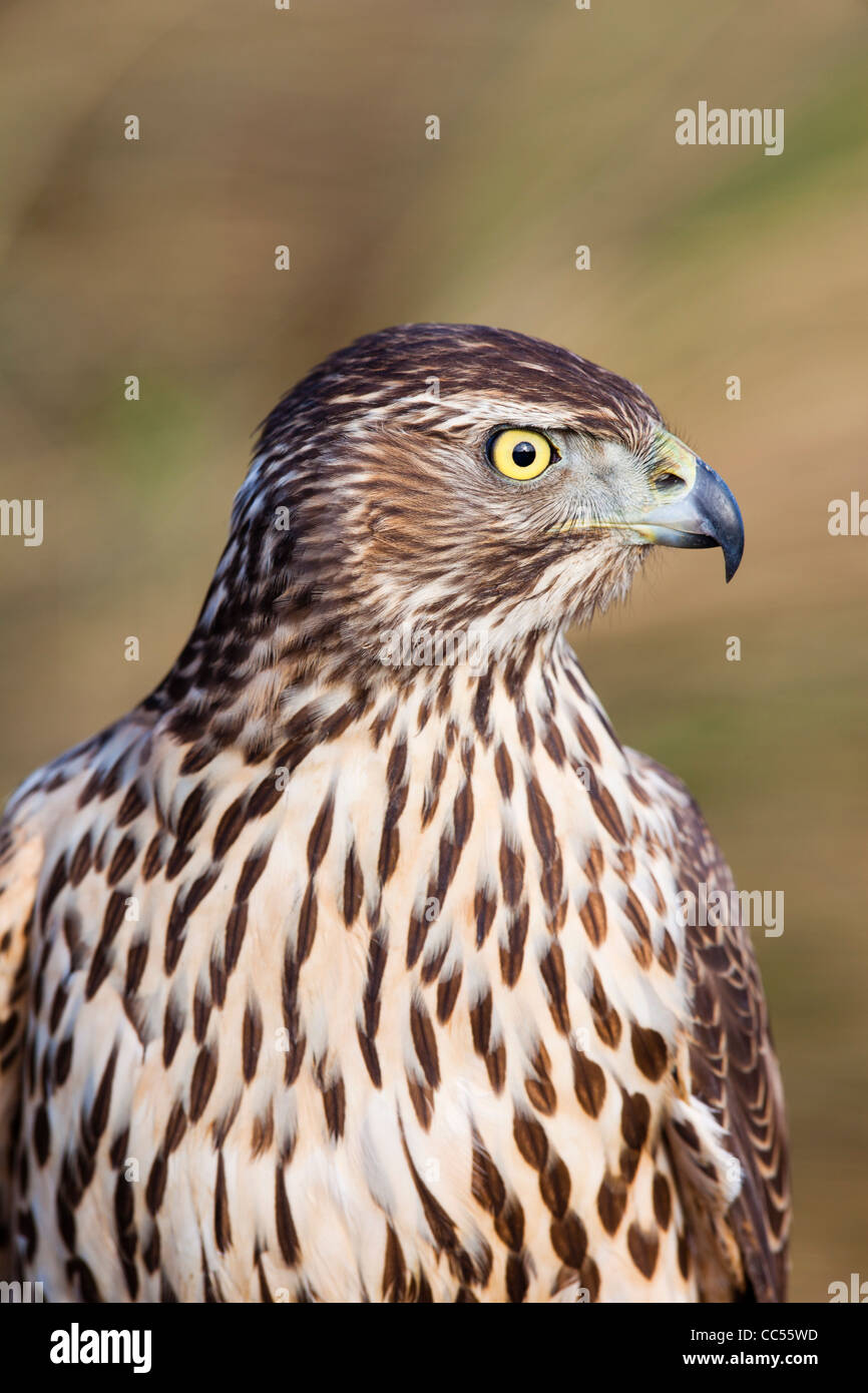 Goshawk; Accipter gentilis; immature female; UK Stock Photo - Alamy