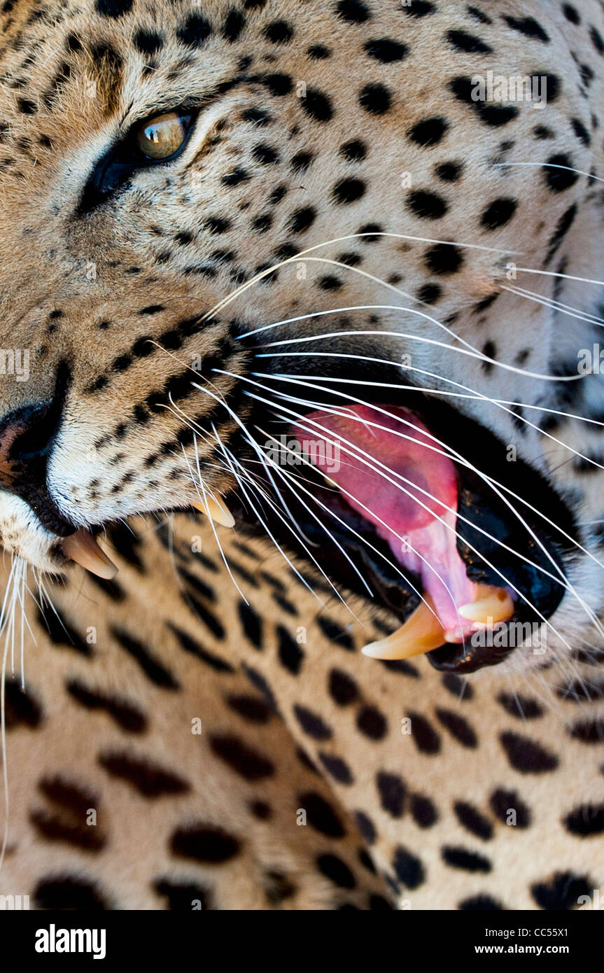 Close-up portrait of an angry Leopard Stock Photo - Alamy