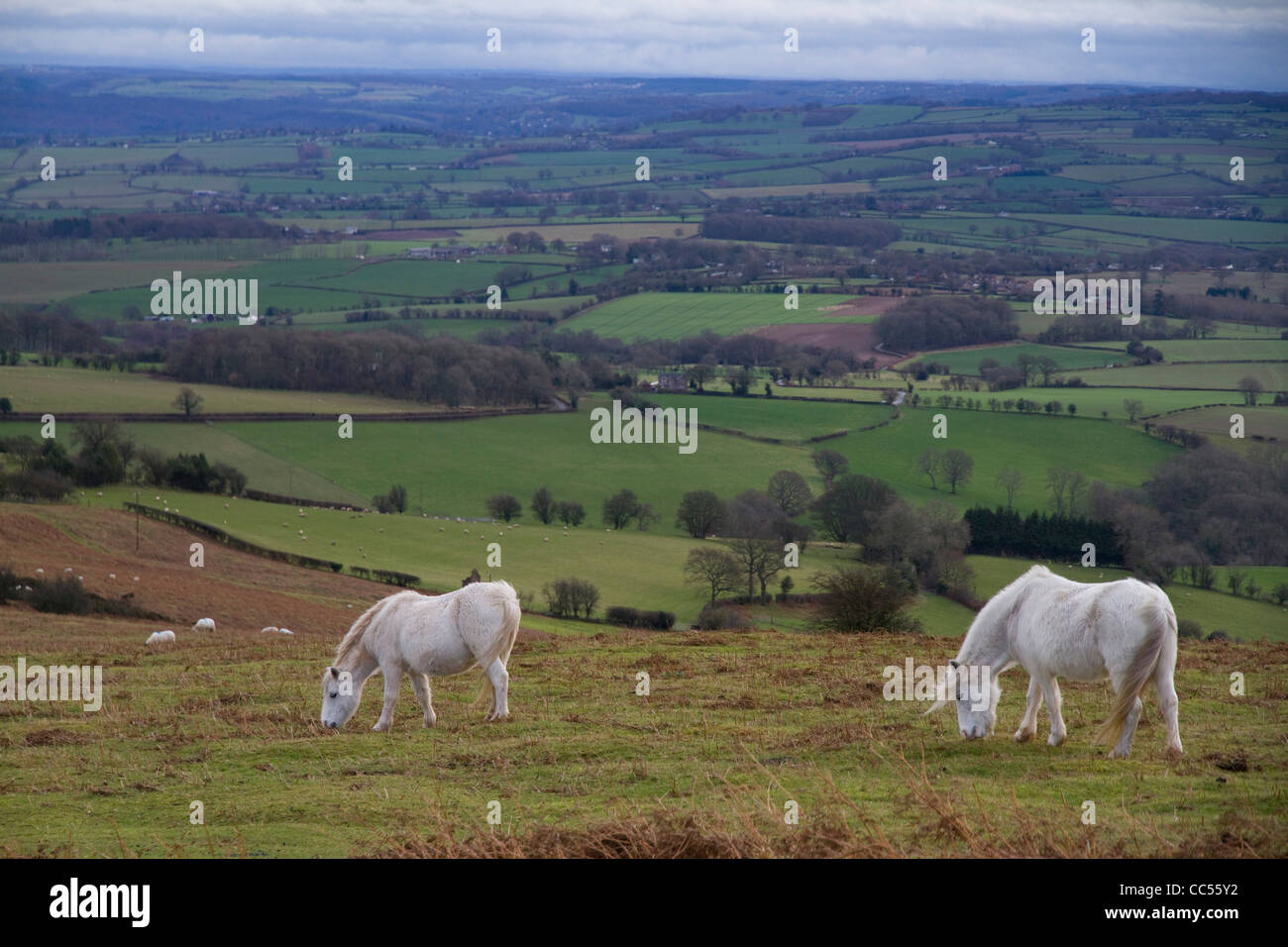 Two white Welsh ponies on Garway Hill in Monmouthshire Stock Photo - Alamy
