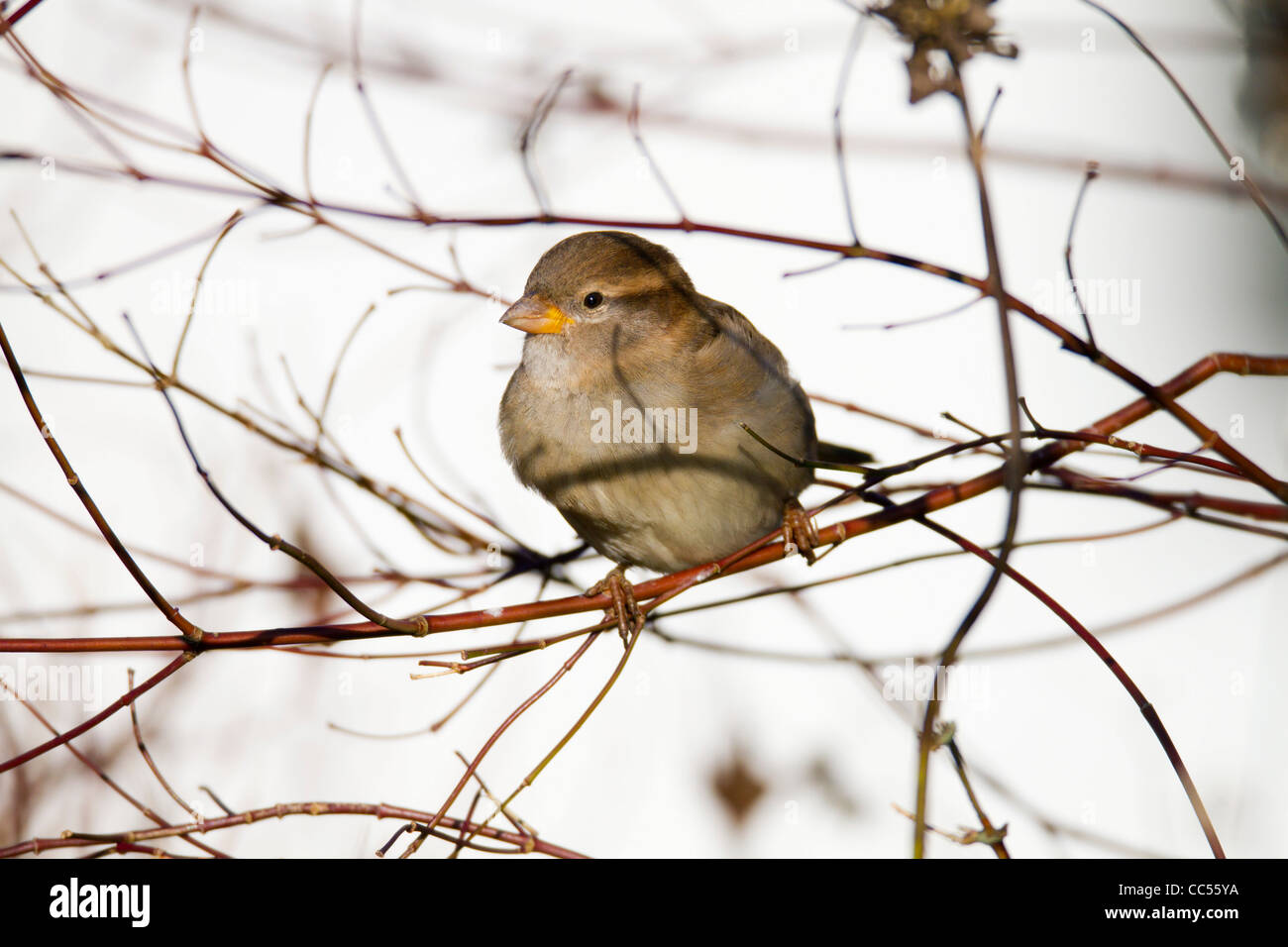 Female tree sparrow hi-res stock photography and images - Alamy