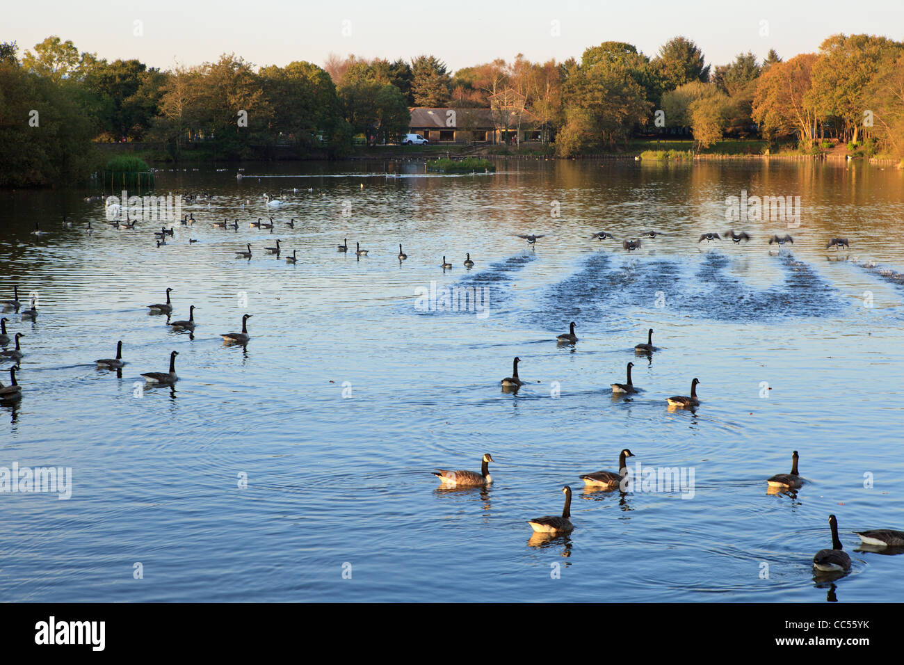 Gnoll country park hi-res stock photography and images - Alamy