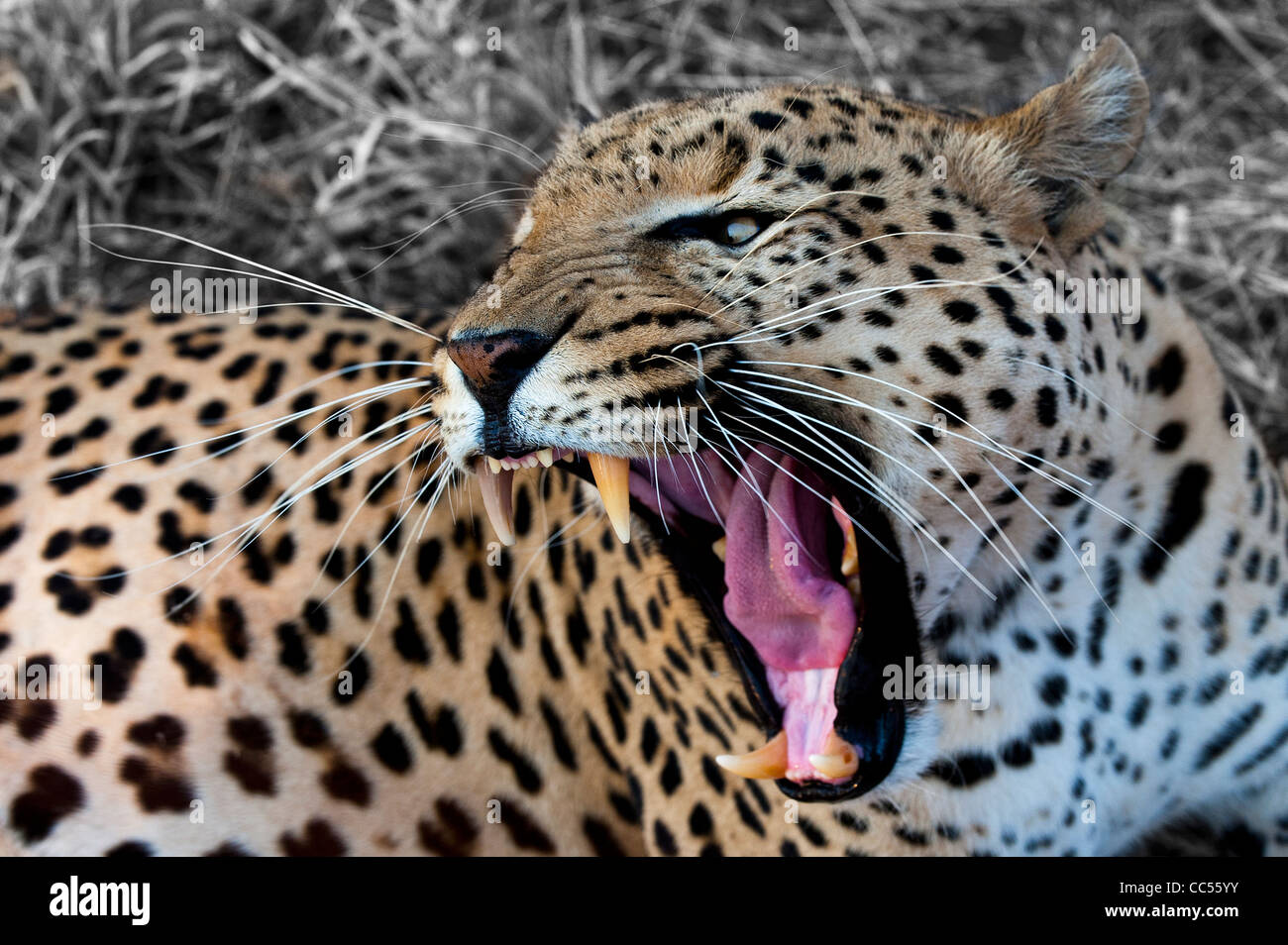 Angry Leopard