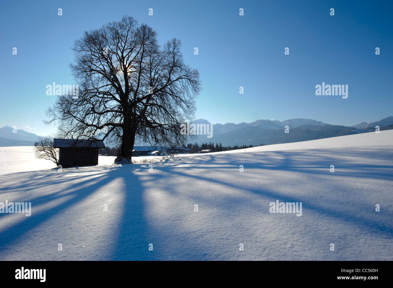 Tree field snow single winter scene landscape oak white hi-res stock ...
