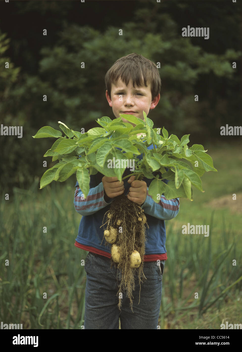 First Early Potato Crop High Resolution Stock Photography and Images ...