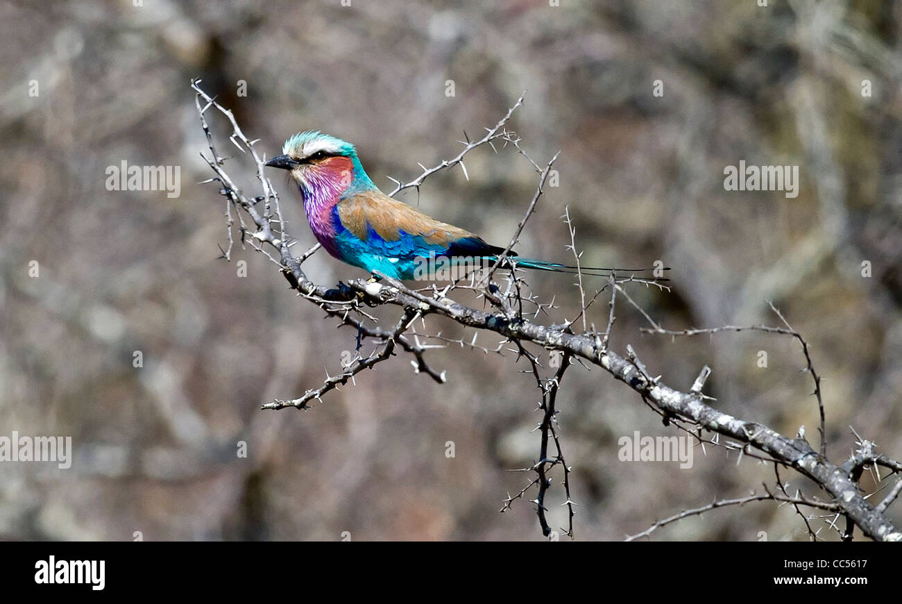 Lilac breasted roller bird hi-res stock photography and images - Alamy
