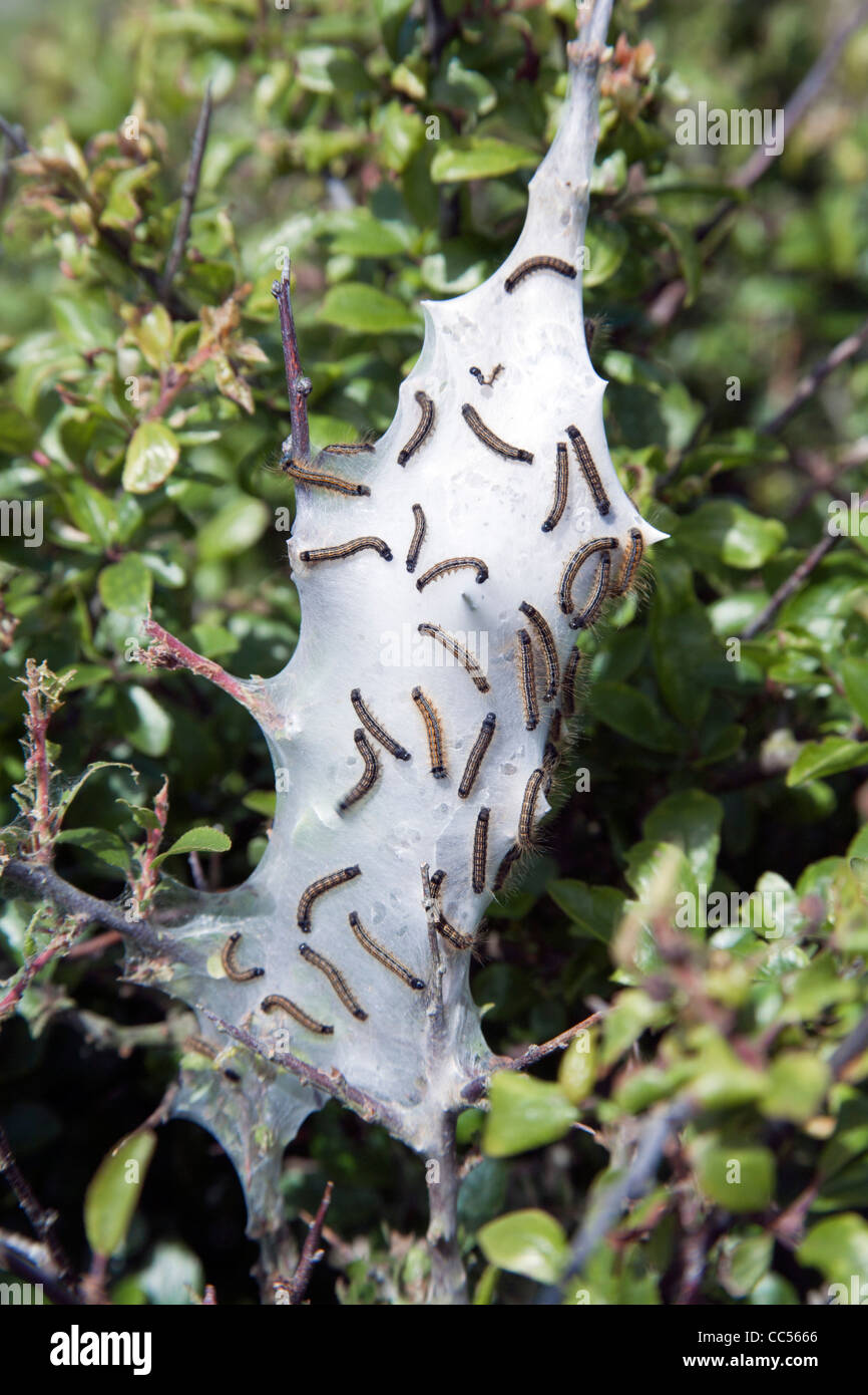 Caterpillar Cocoons