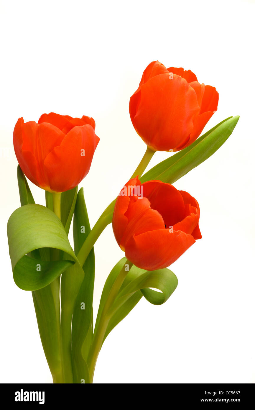 three isolated tulips Stock Photo - Alamy