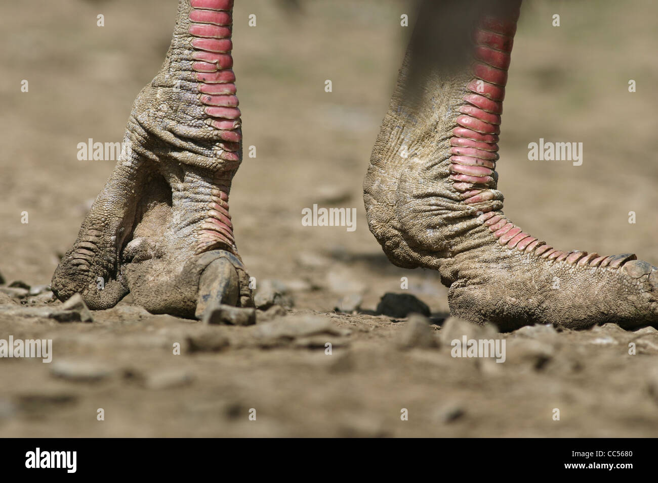 Ostrich feet hi-res stock photography and images - Alamy