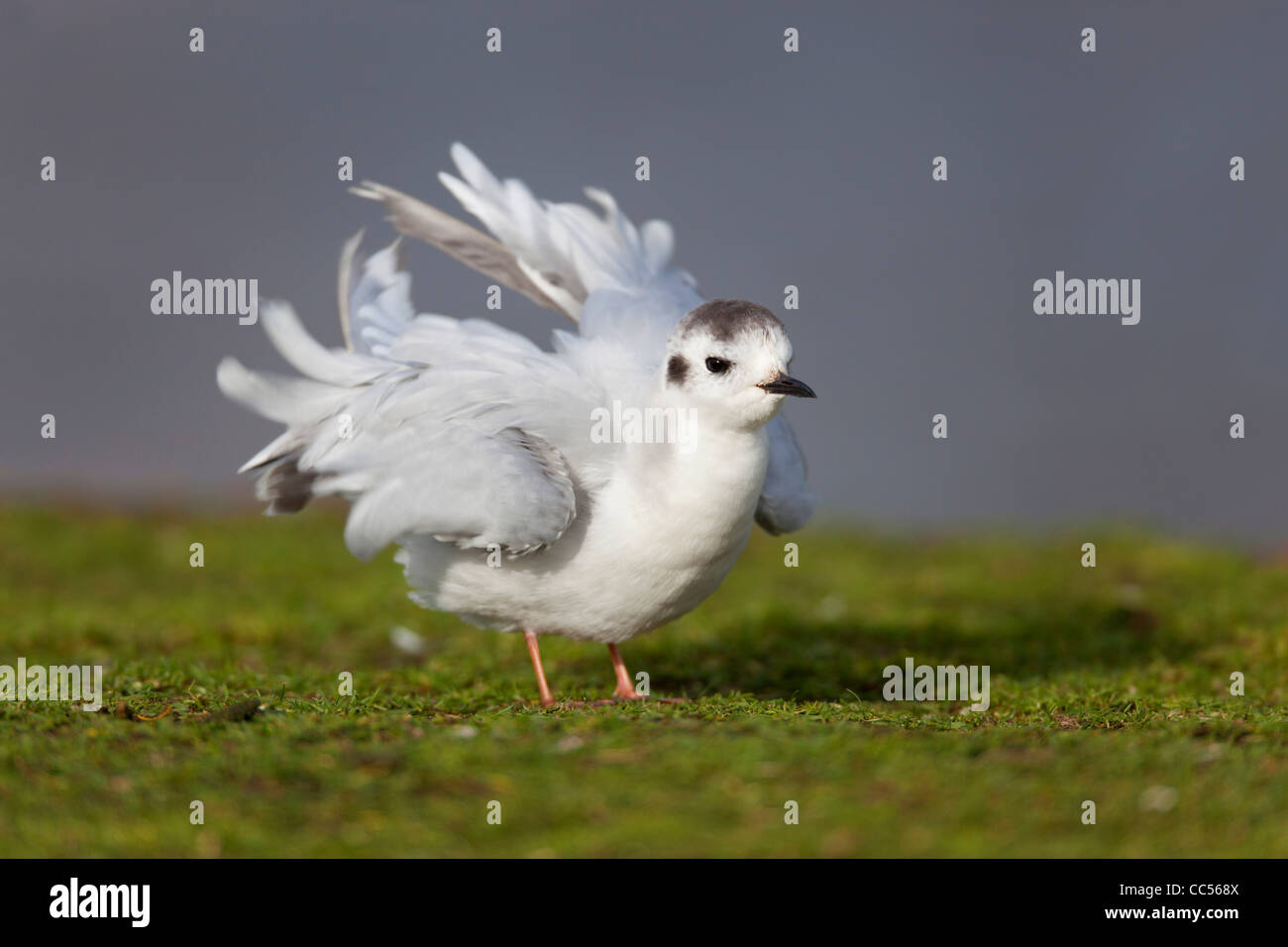 Little Gull; Larus minutus; winter; feathers ruffled; Cornwall; UK ...