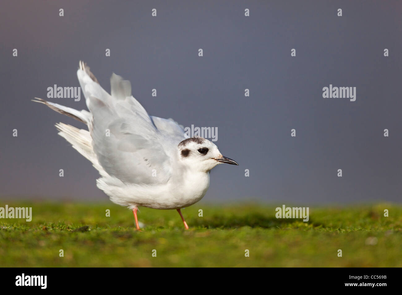 Little Gull; Larus minutus; winter; Cornwall; UK Stock Photo - Alamy