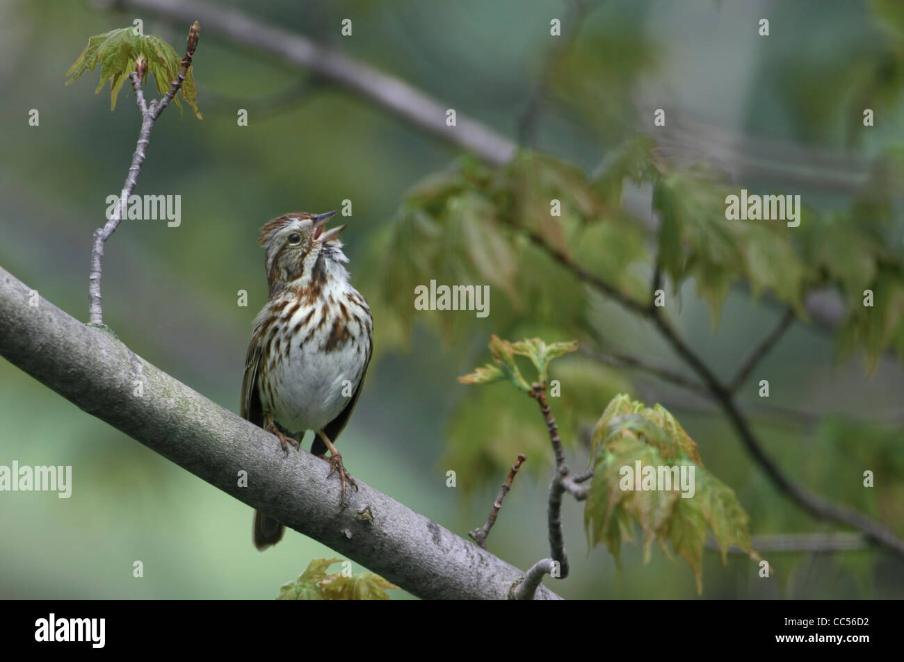 Song sparrow singing hi-res stock photography and images - Alamy
