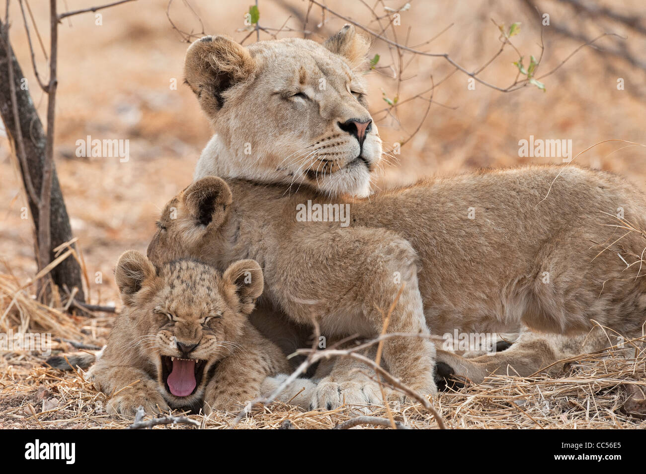 Female lioness hi-res stock photography and images - Alamy