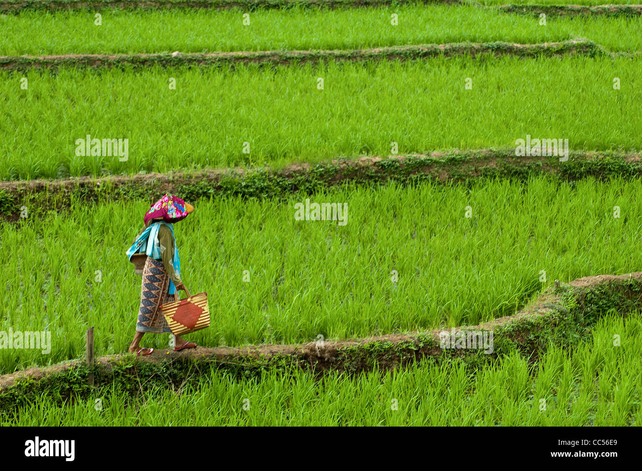 Farmer Walking Through the Paddy Field Stock Photo - Alamy