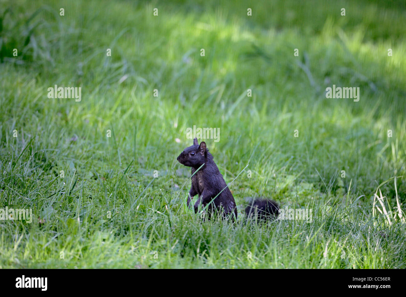 Squirrel listening hi-res stock photography and images - Alamy