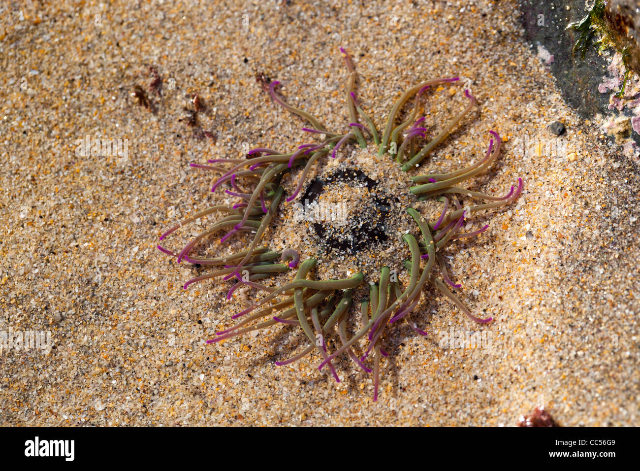 Snakelocks Anemone; Anemonia viridis; low tide; rock pool; Cornwall; UK ...