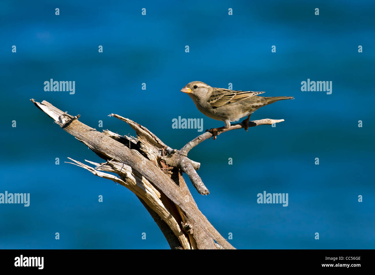 small bird on broken branch Stock Photo - Alamy
